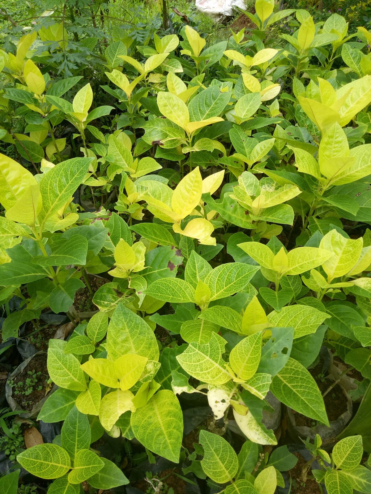 TANAMAN HIAS MELATI JEPANG ~ SINOX NURSERY