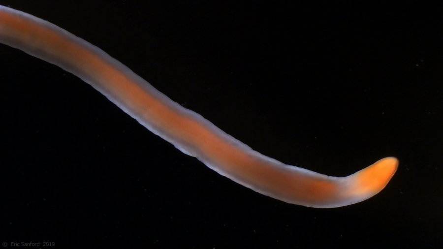 The Natural History of Bodega Head: Orange through and through