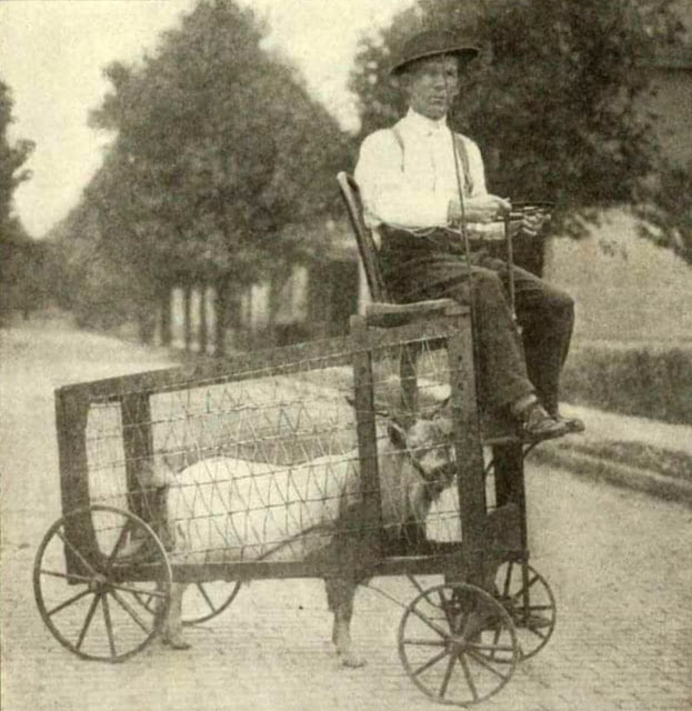 The Goatmobile, ca. 1900s ~ Vintage Everyday