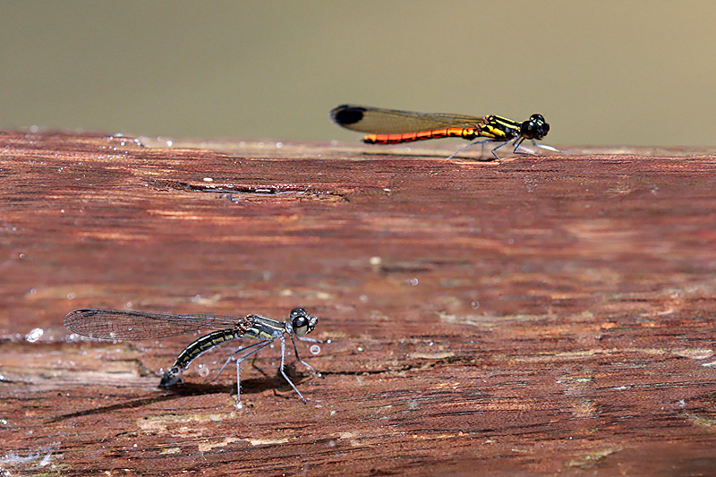 Nature Photography - Singapore Odonata