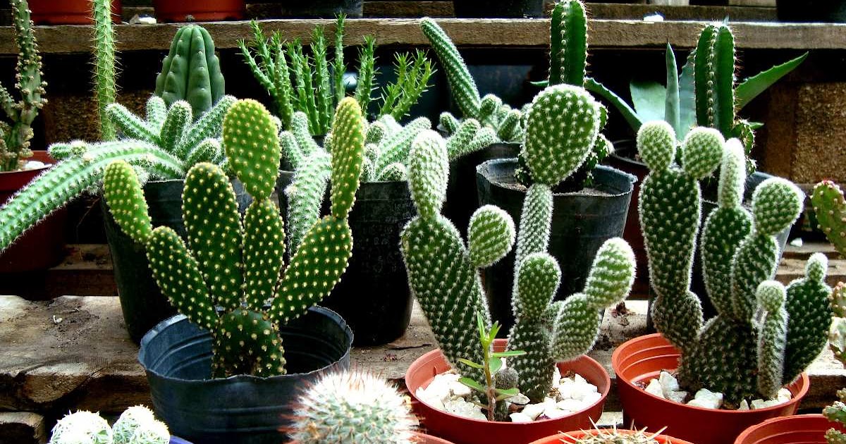 Los Cactus «cactáceas» - Id Plantae