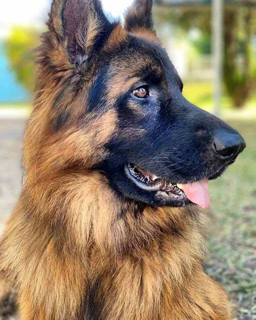 El PERRO PASTOR ALEMAN CARACTERISTICAS Y CUIDADOS PARA ESTE PERRO ...