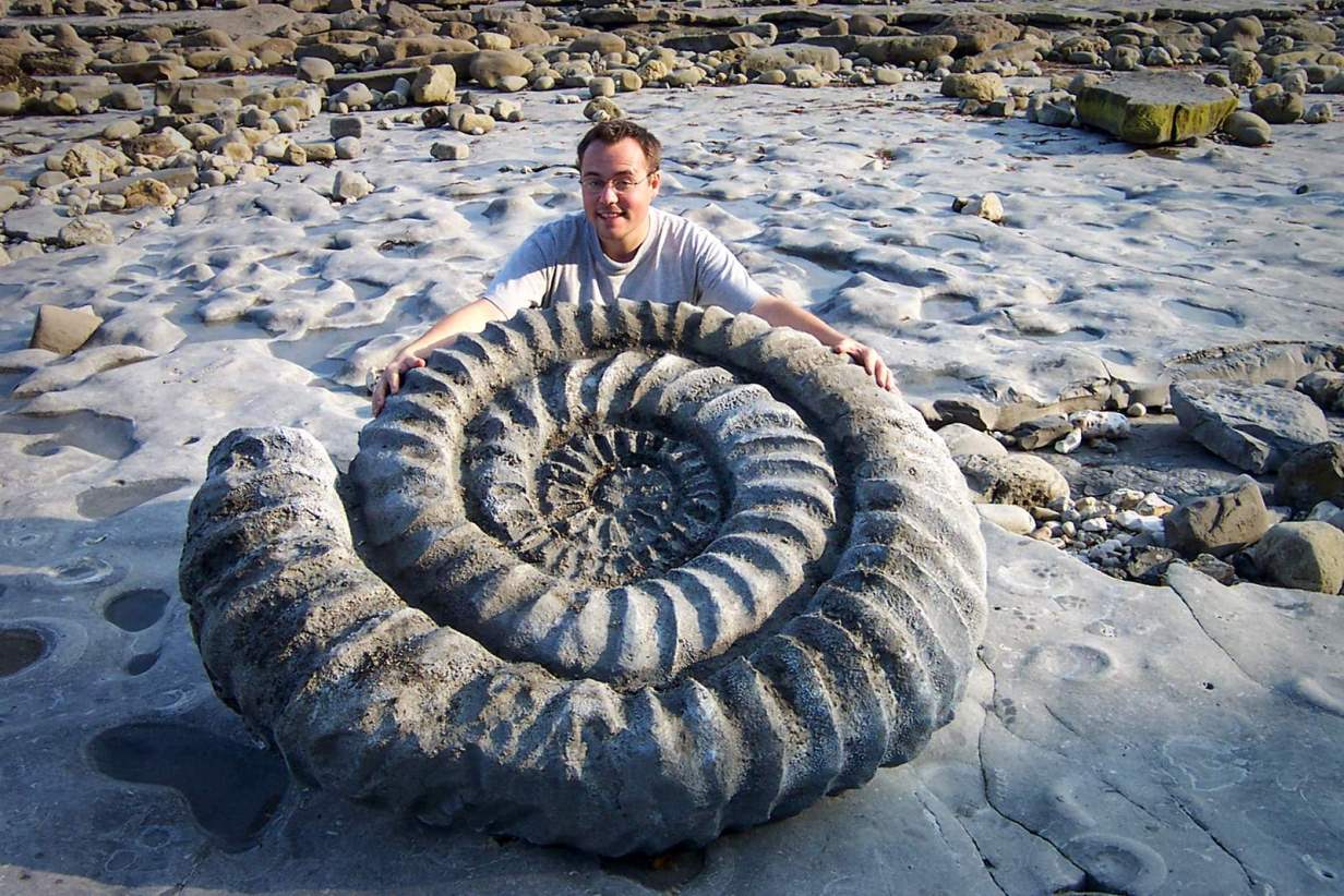 Giant Ammonites Once Thrived on Both Sides of Atlantic - Geology In
