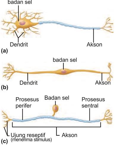 Bagian-Bagian Neuron dan Pengelompokan Jaringan Saraf - KURIKULUM 2013