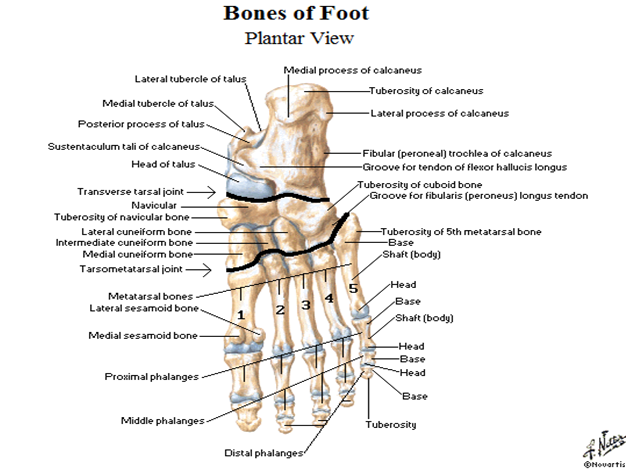 Teknik Radiograf: TEKNIK RADIOGRAFI OS PEDIS