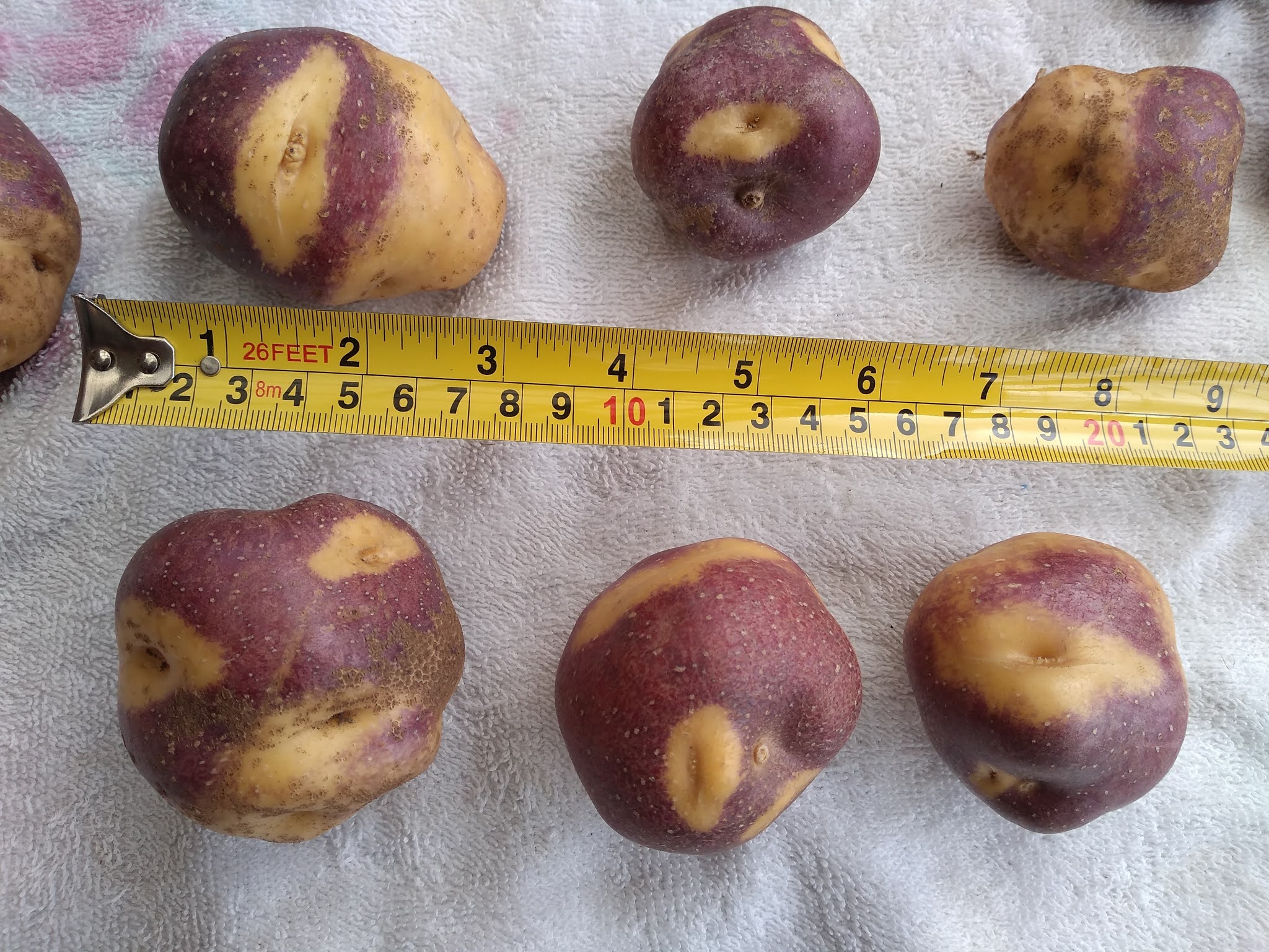 Mudflower: Seed Grown Diploid Potatoes