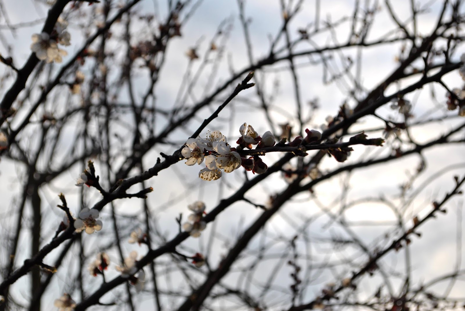 Jarné fotky - Môj život - tvoj život