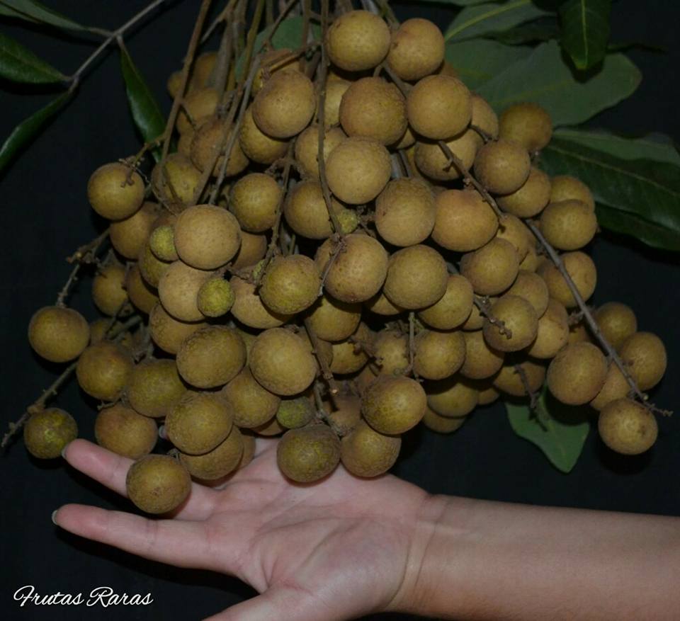 Dimocarpus longan - Longana, olho-de-dragão; Longan. Nas fotos a ...