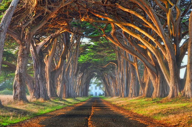 Beautiful Tree Tunnels [12 Pic] ~ Awesome Pictures
