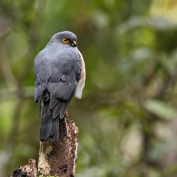 Complete Bird Guide Online - Bird Breeds, Bird Information And Photos