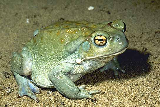 Imágenes del mundo animal: Sapo