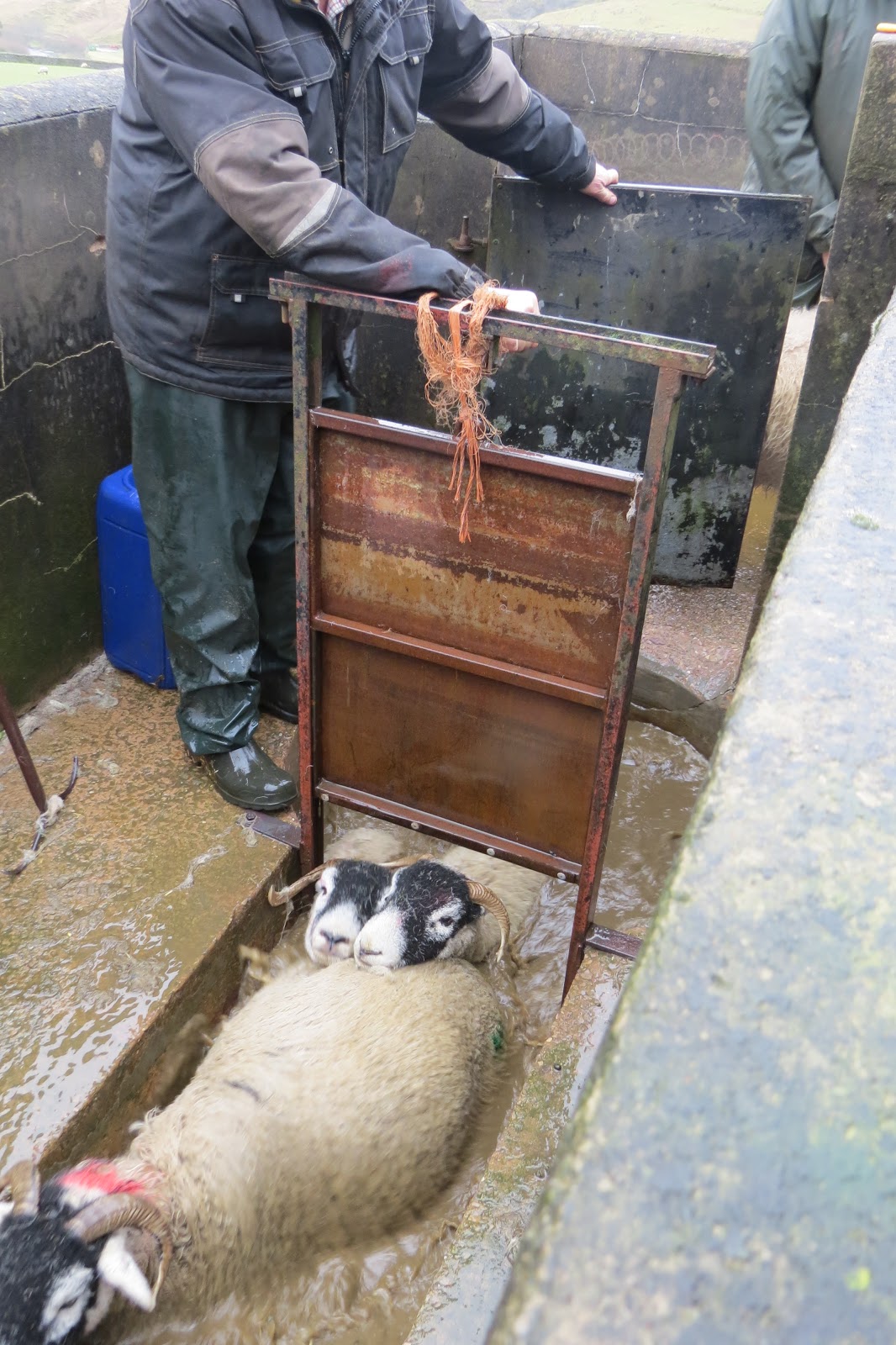 Pry House Farm www.upperswaledaleholidays.co.uk: Dipping Sheep