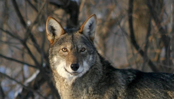 White Wolf : Stand by for Red Wolves on Webcam: Rarest Wolves in North ...