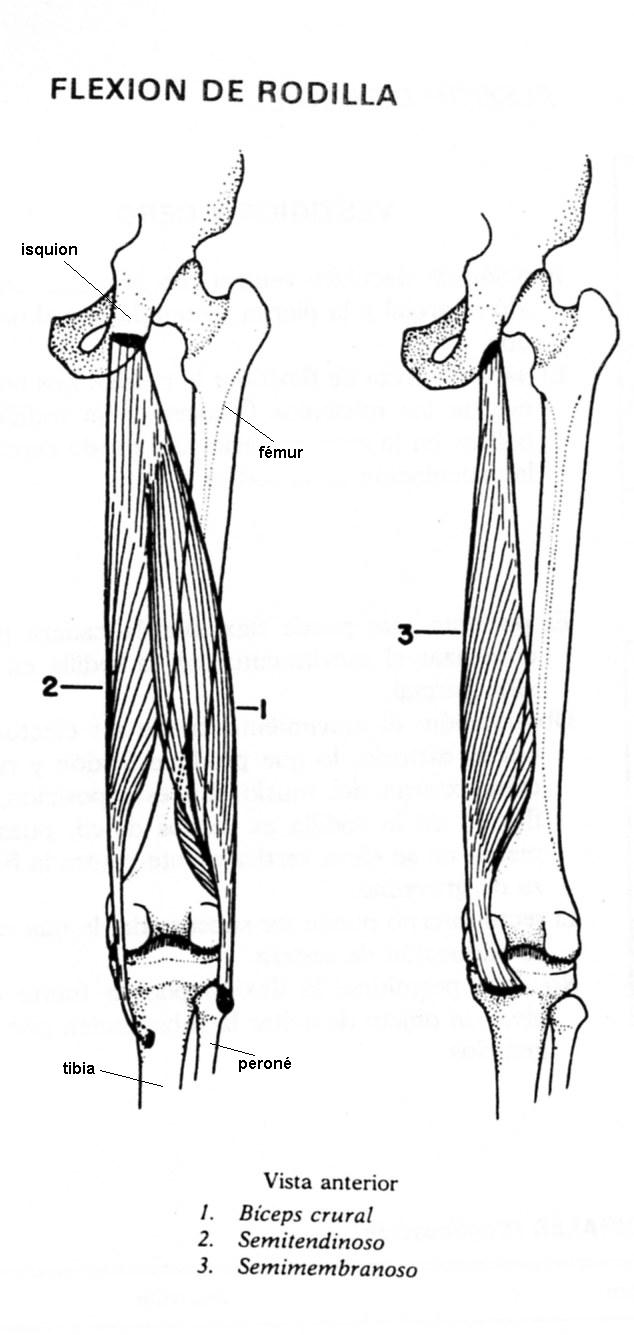 A MOVERSE !!: FLEXIÓN DE RODILLA