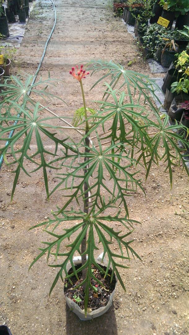 Nurseri Melur.com: Berapa jenis pokok jarak yang ada sebenarnya?