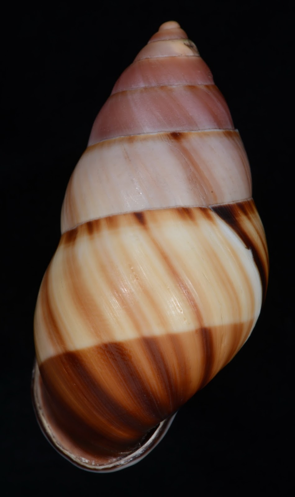 Dr. Lee's Gallery Museum: Amphidromus inversus annamiticus 51.78mm ...