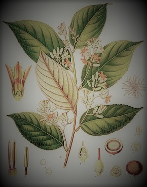 1827 - Le Benjoin fait recette dans la région de Creully (Creully sur ...