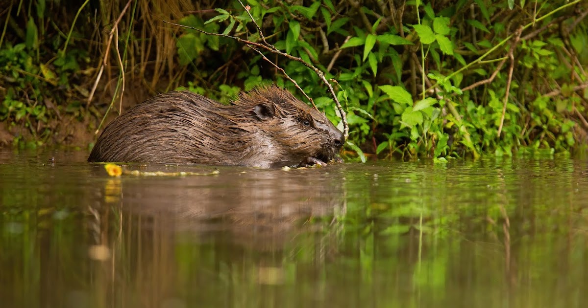 Bibliotecas do Agrupamento Rodrigues Freitas: Dia Internacional do ...