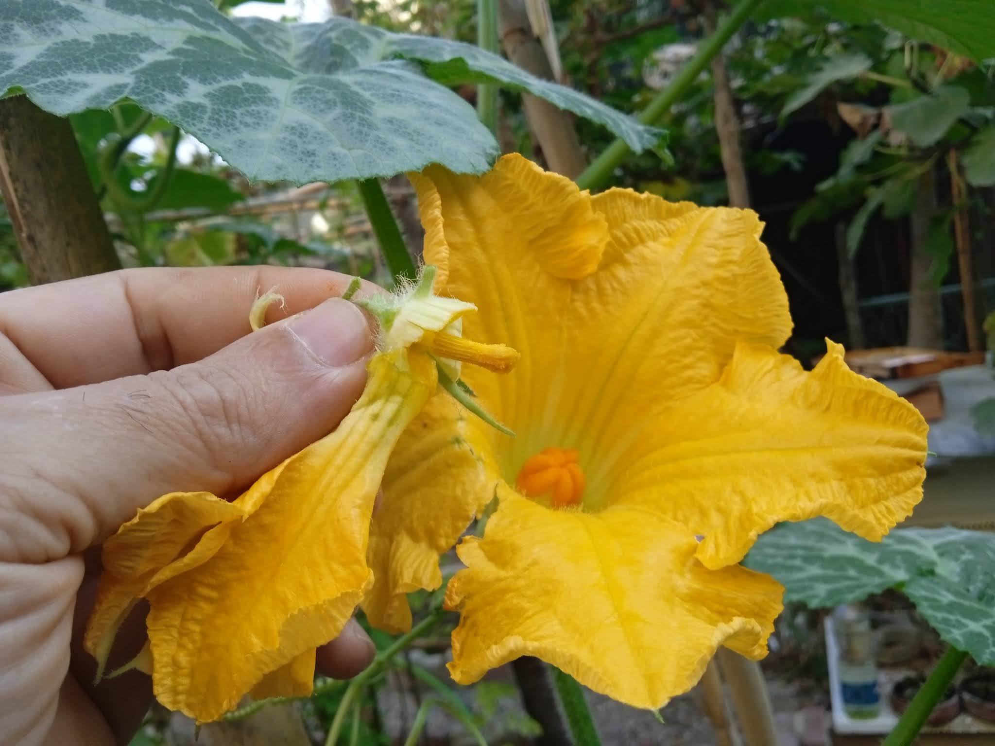 Hand Pollinating Squash Flowers