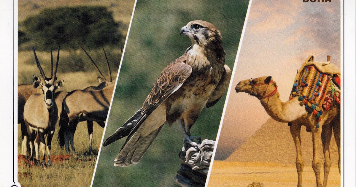 Brane & Nina: Animals of Qatar