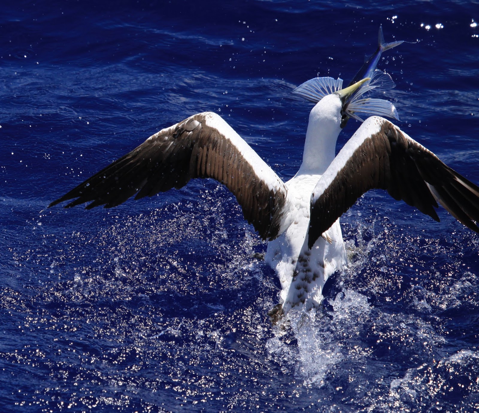 More Interesting Things About Flying Fish |MyRokan