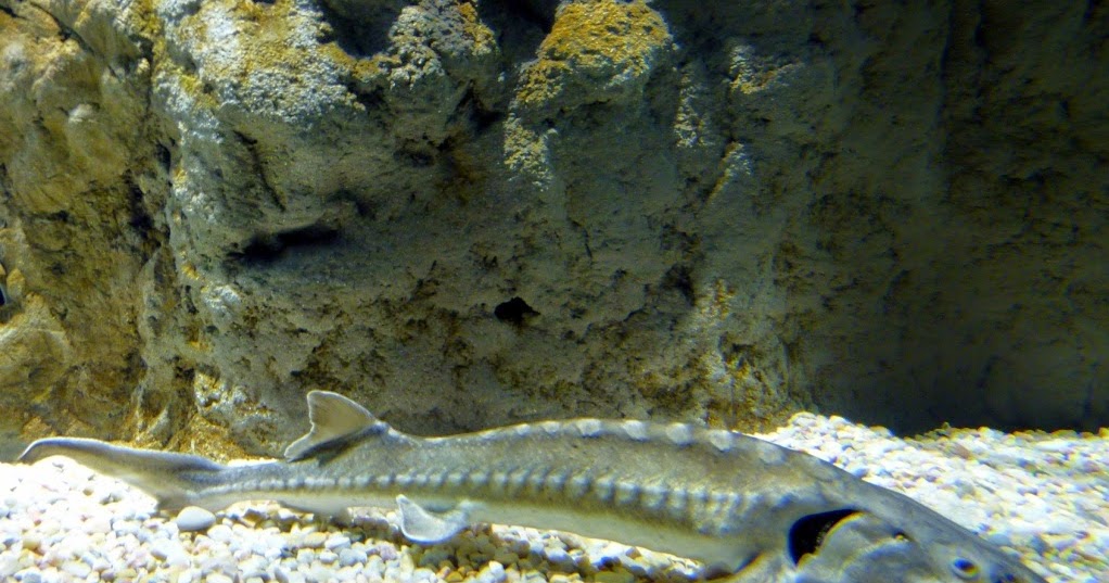 Taxonomía Chordata: Clase Actinopterygii Orden Acipenseriformes ...