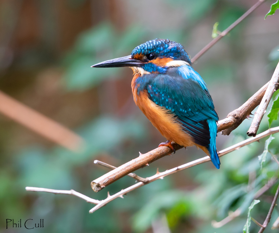 Phil Cull Wildlife Photography: 2020