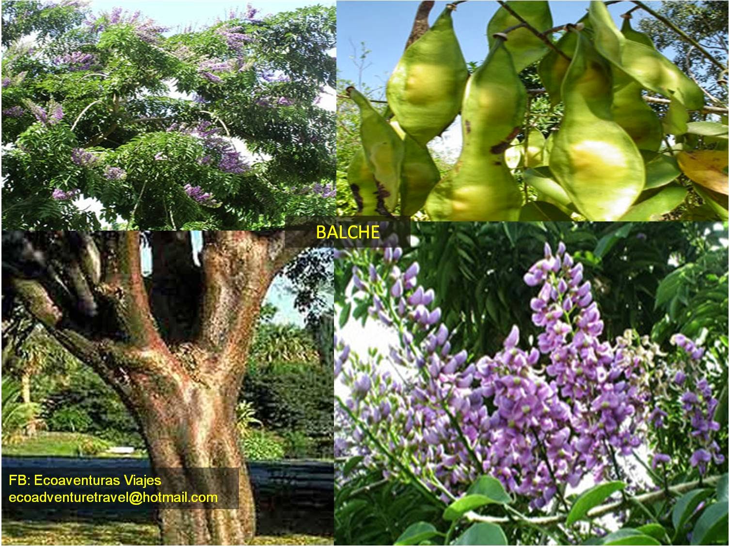 ECOAVENTURAS Y VIAJES: BALCHE