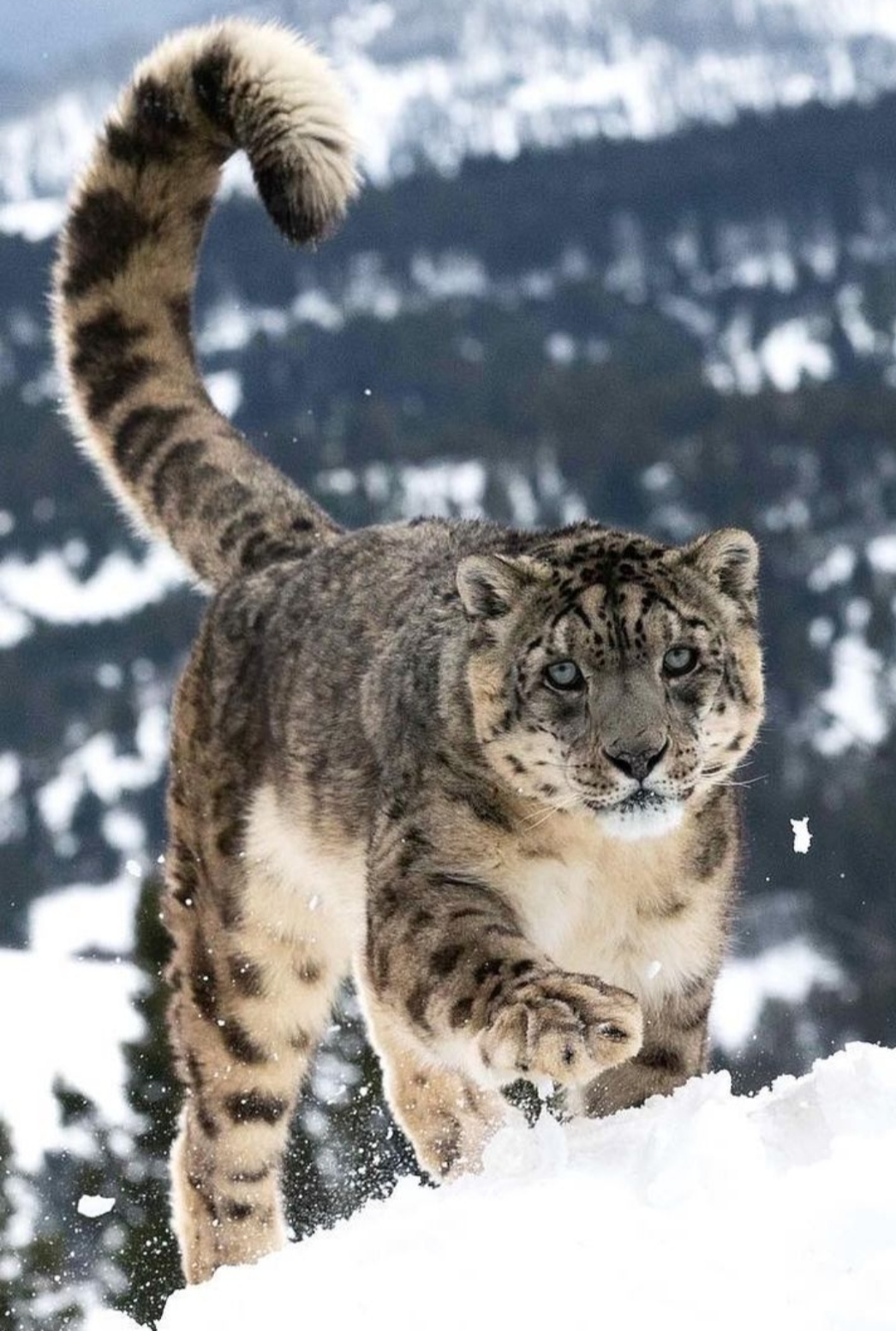 20 {interesting} facts about snow leopard