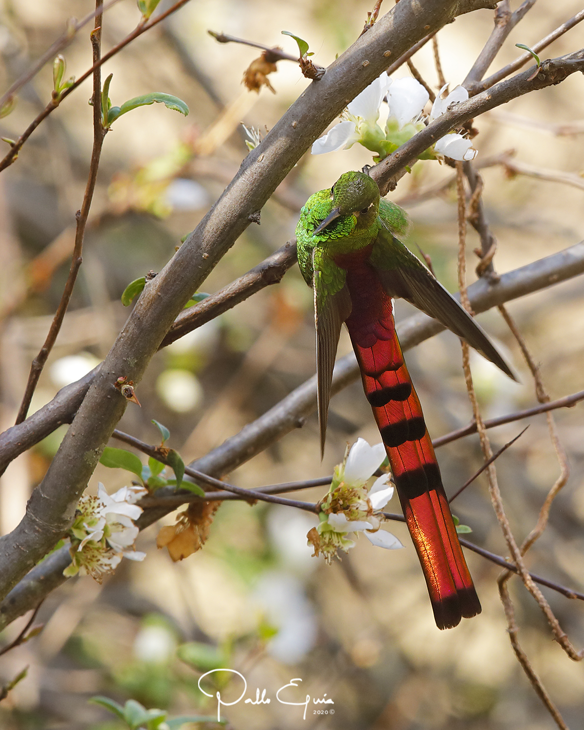 mis fotos de aves: Sappho sparganurus Picaflor Cometa Red-tailed Comet