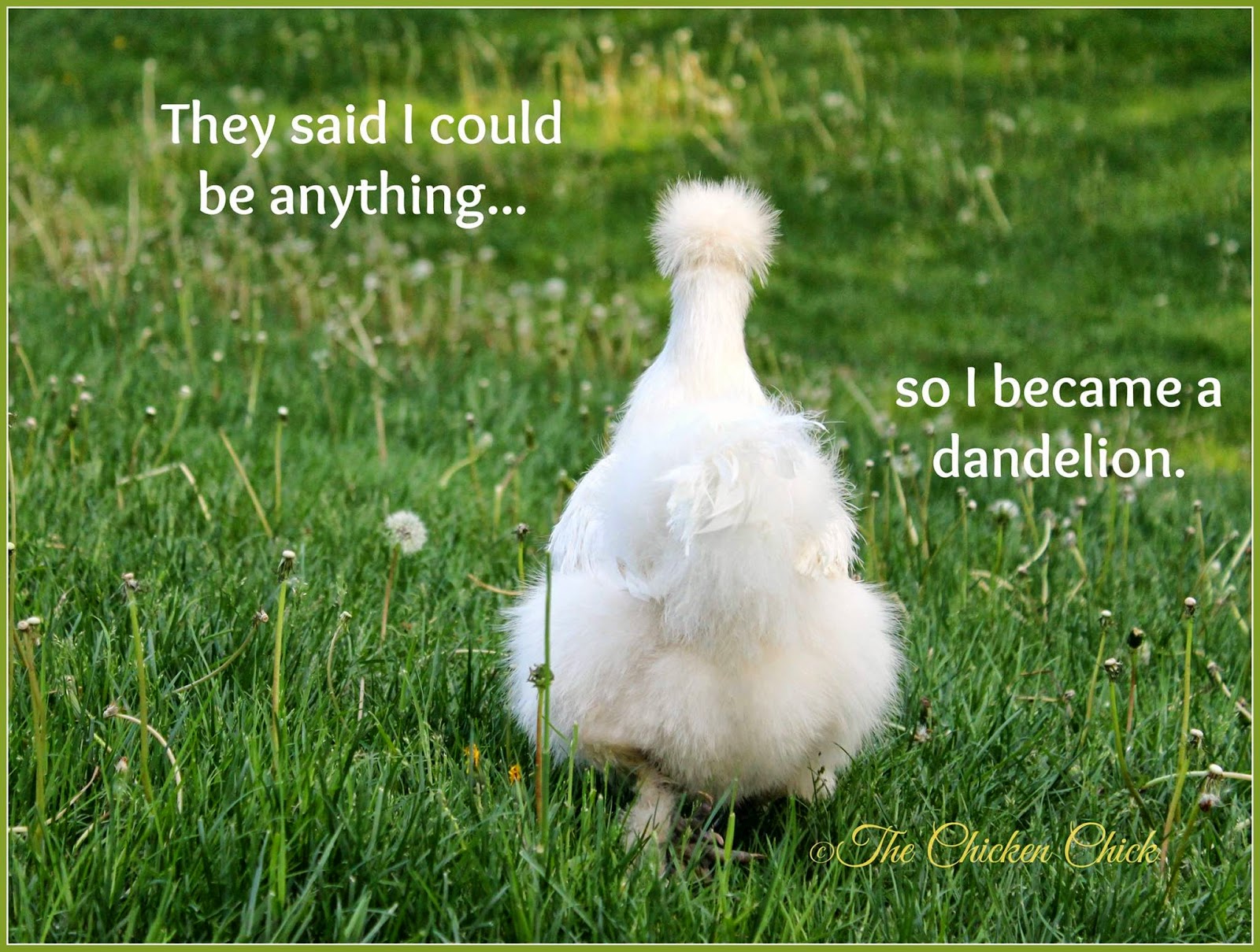 chicken phrase, chicken phrase... | Page 3 | BackYard Chickens - Learn ...