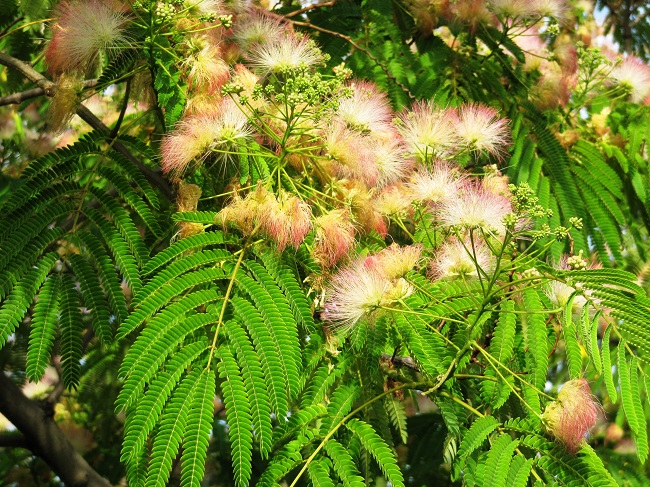 Árboles en Portugalete: Árbol de la seda