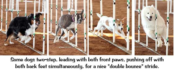 Michele Fry's Agility Dogs - Training and Competition: Weave Pole ...