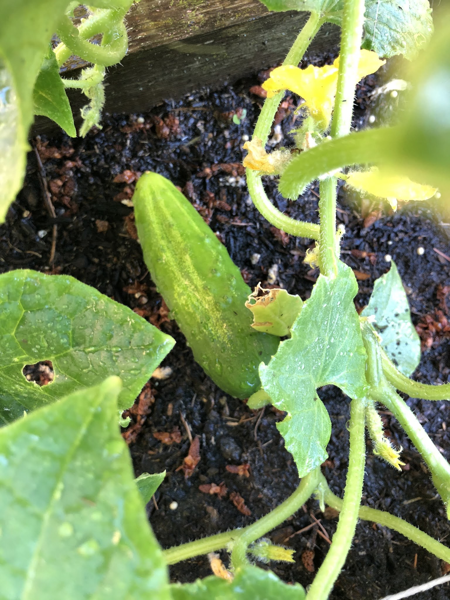 22 July, 2020 - Doctor’s Visit & My First Cucumber!