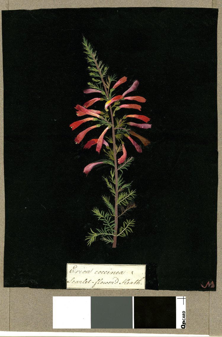 nickyskye meanderings: Mary Delany, collage artist of flowers in the 1700's