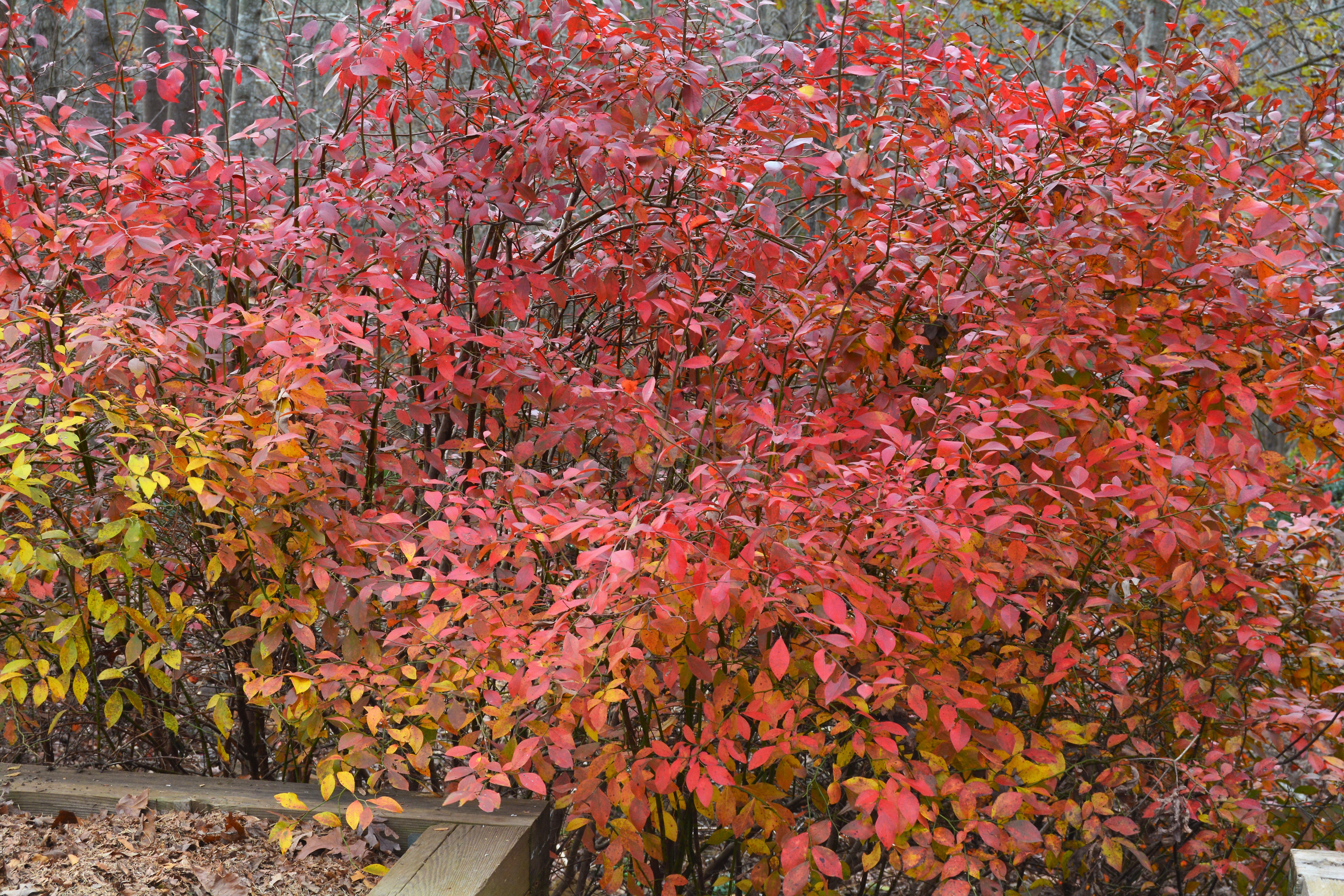 Rabbiteye Blueberries for Late Season Color