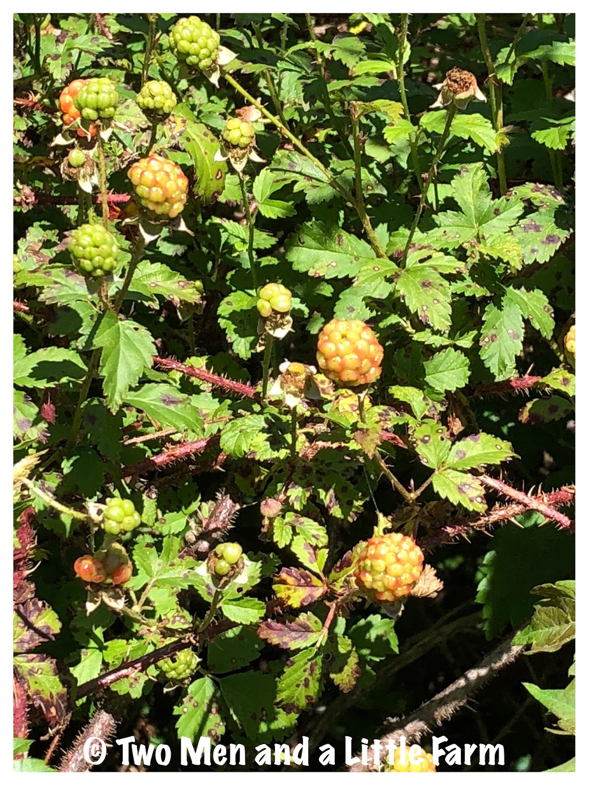 Two Men and a Little Farm: DEWBERRIES COMING SOON