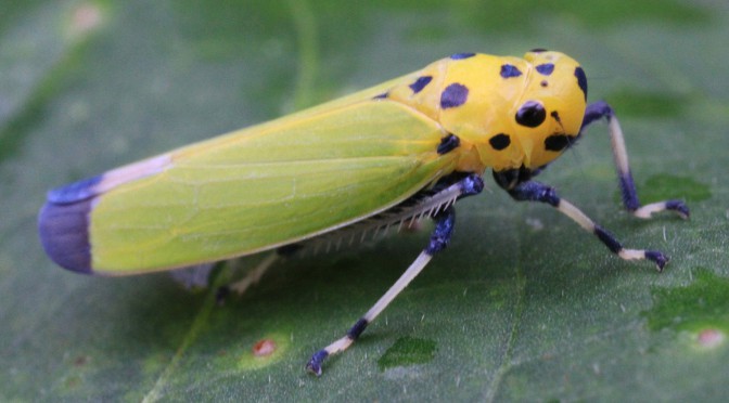 Taxonomía de Insectos de Importancia Agropecuaria