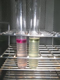 Laporan Praktikum Mikrobiologi Umum Identifikasi Bakteri Melalui Uji ...