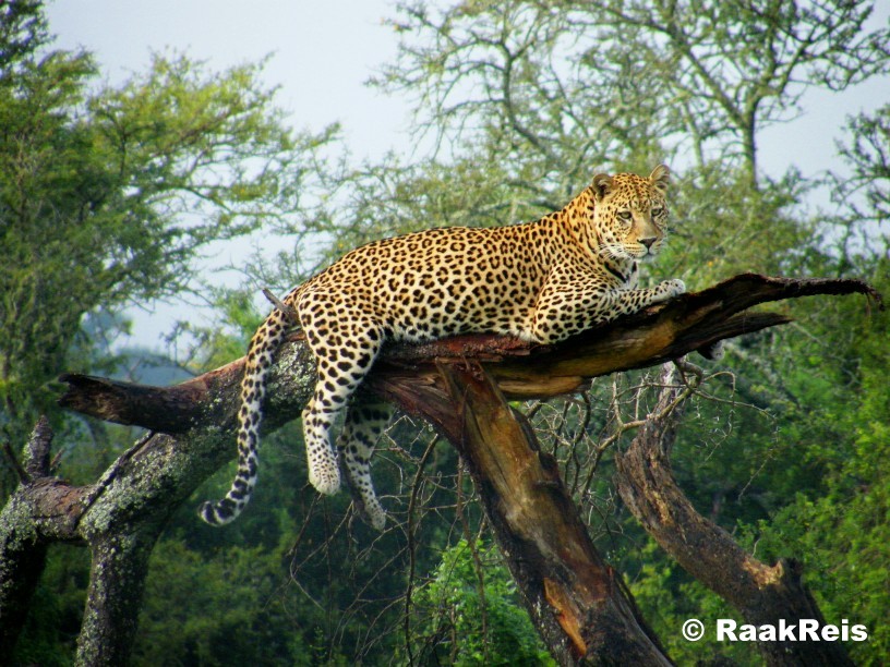 Raakreis: Die Groot Vyf