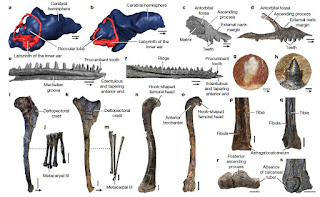 Waxing Paleontological: Hopeful Pterosaur(omorph)s