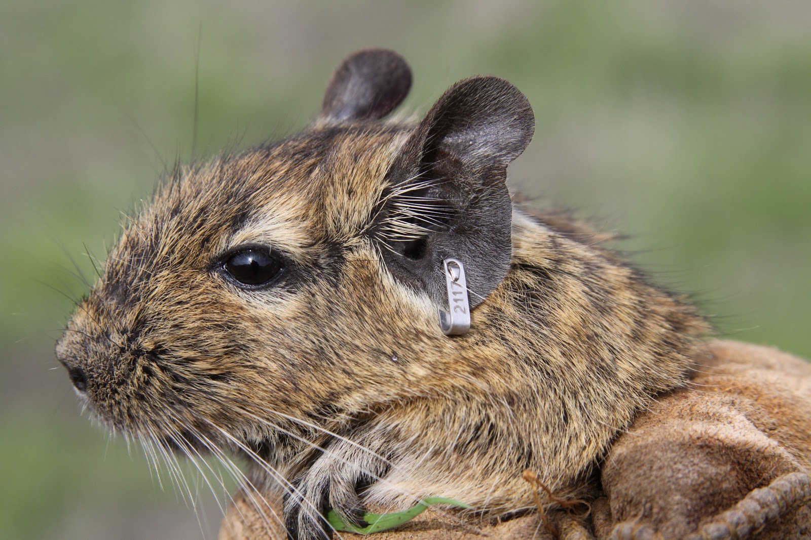 A Degu Field Notebook: Ecological Field Techniques
