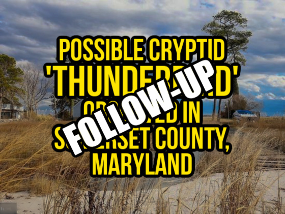 A Maryland woman observes a huge cryptid bird near Westover, MD in ...