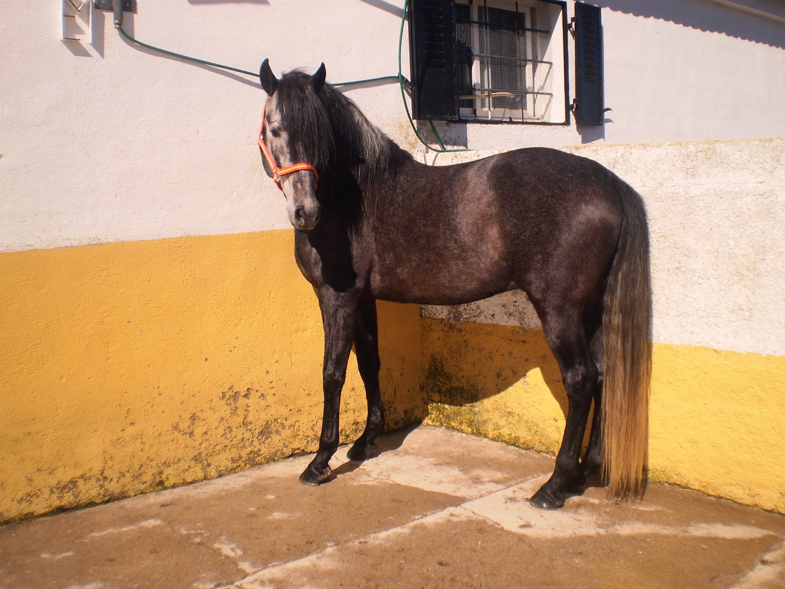 Centro Hipico La Candelaria: CABALLOS EN VENTA