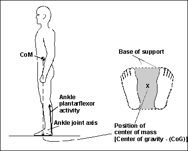 Base of Support (BOS) in Physiotherapy