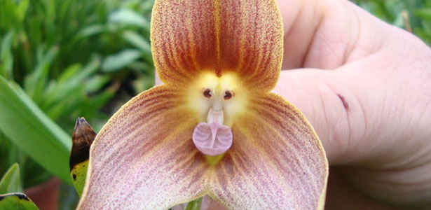 Bunga orkid berbentuk muka monyet | Sibersensasi