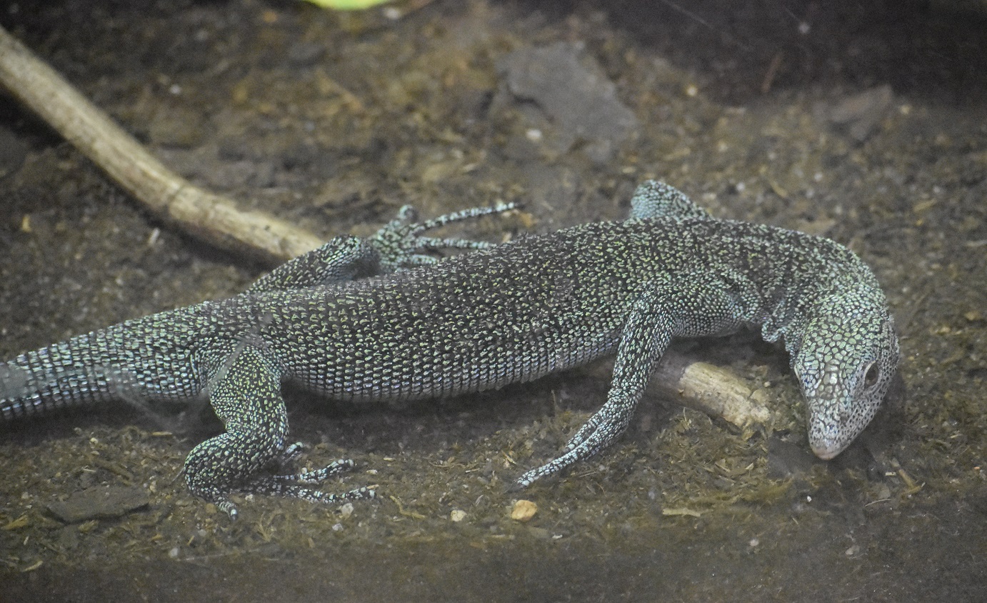 ZOOTOGRAFIANDO (6.096 ANIMALS): VARANO ARBORÍCOLA DE BIAK / BIAK TREE ...