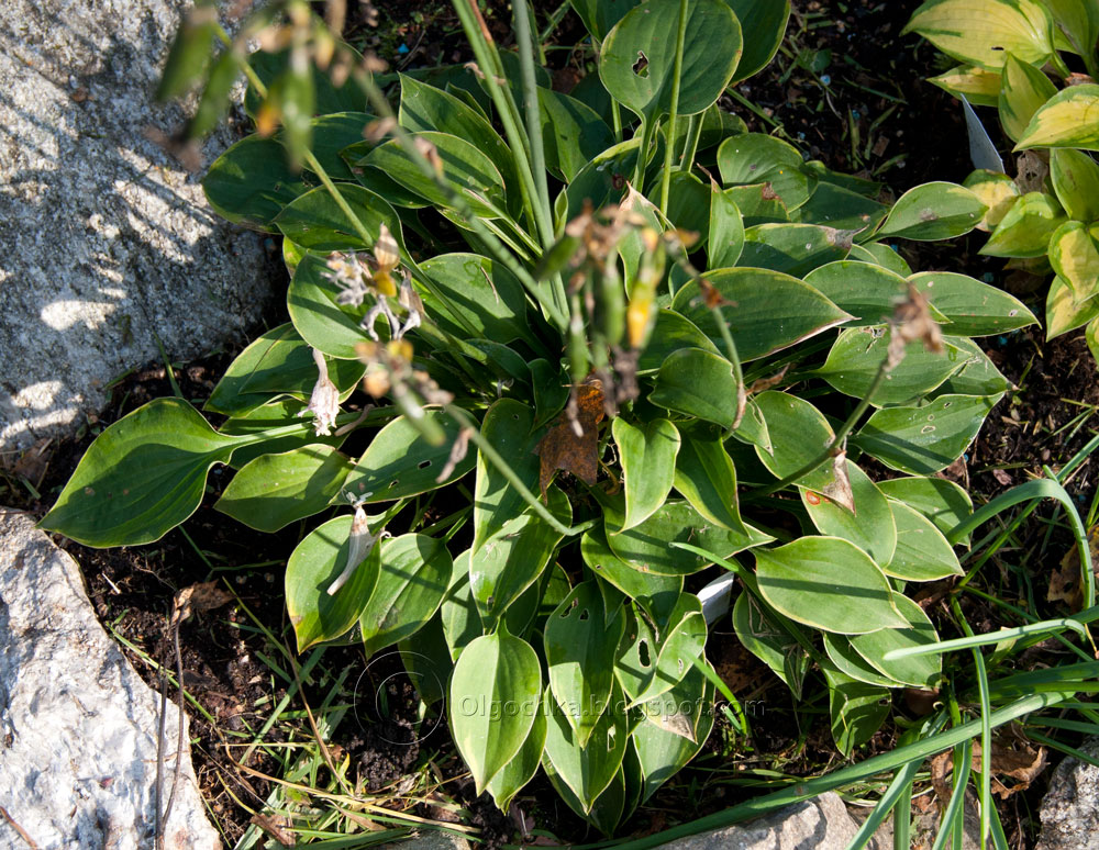 Olga's Hosta: Abby