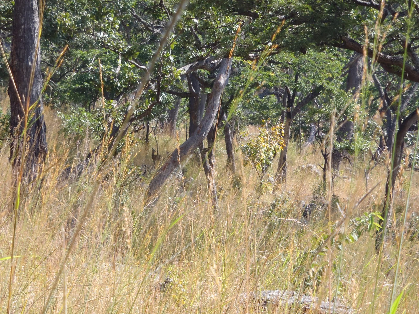 THE WILD LIFE: CHANGING SEASONS