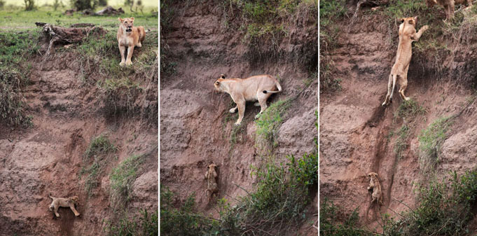 Wildlife photographer captures lion rescuing helpless cub from falling ...